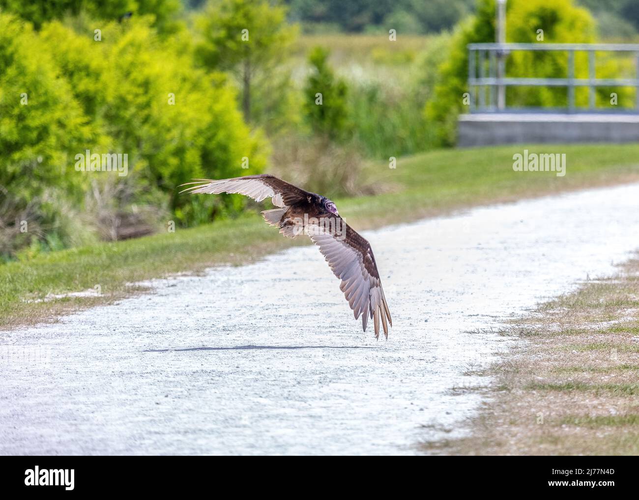 Turkey vulture swooping low over the trails at Sweetwater wetlands park ...