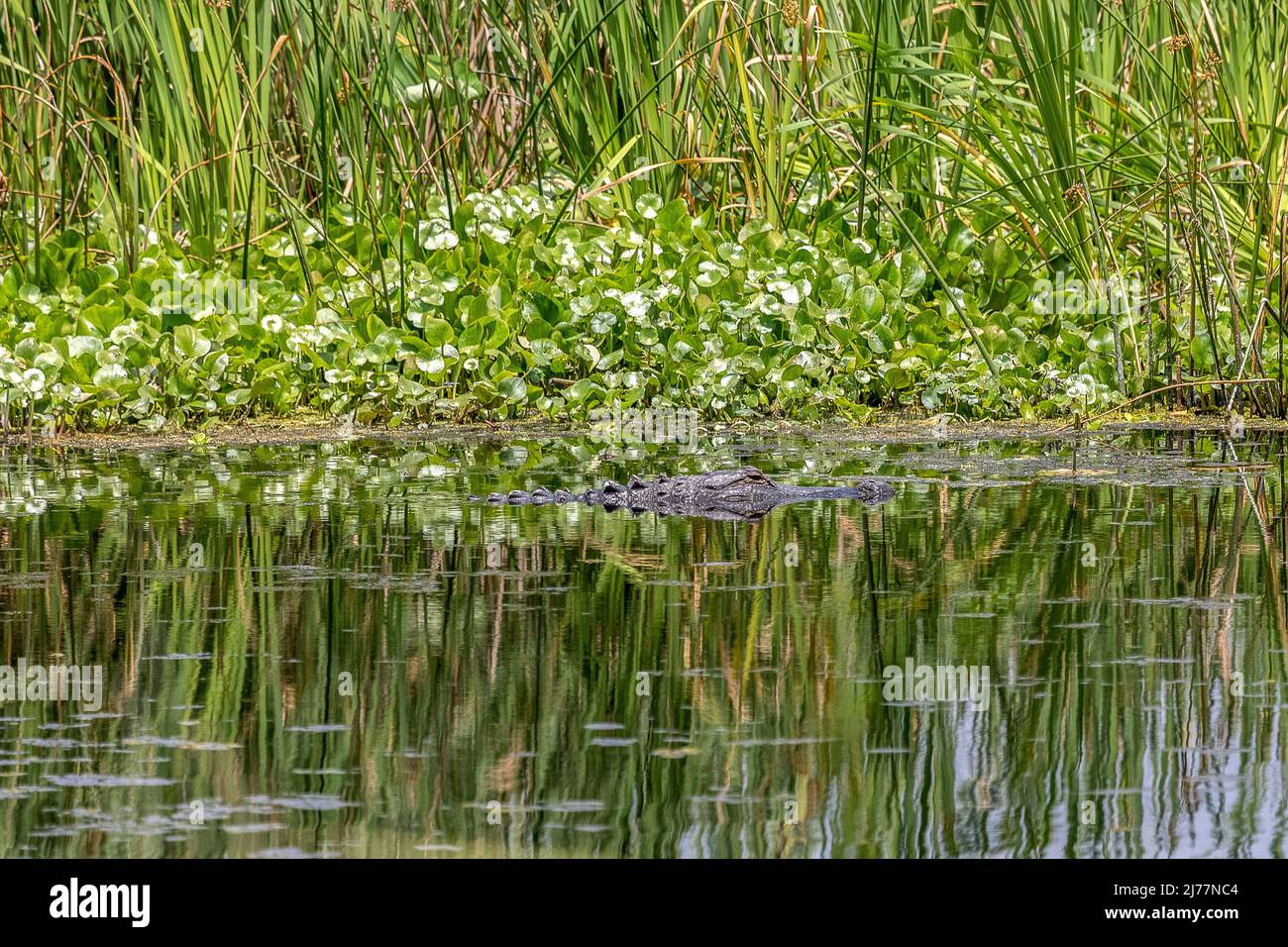 Alligator swimming through the marsh at Sweetwater wetlands park Stock ...