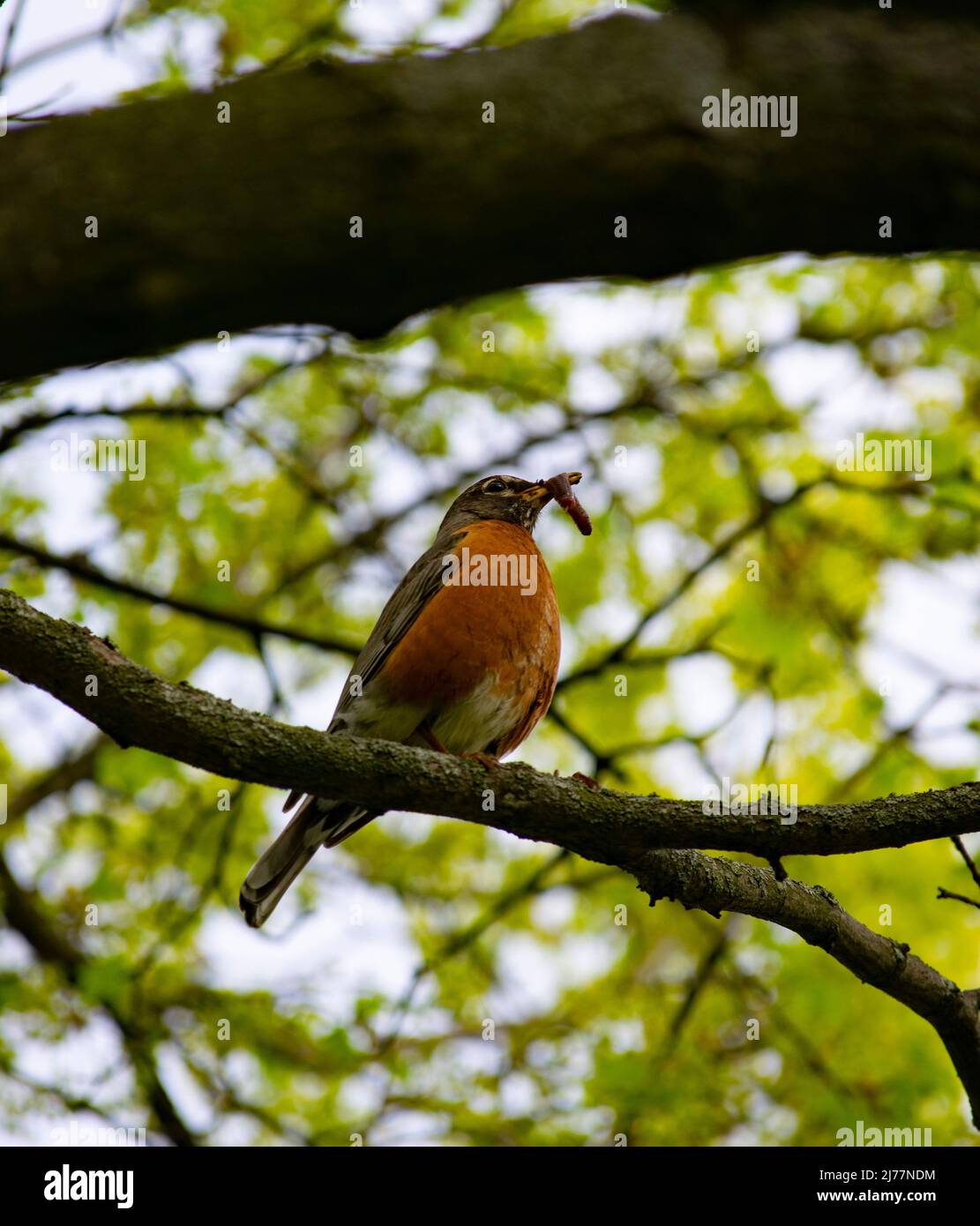 A lone Robin bird perching on a maple tree branch in early spring ...