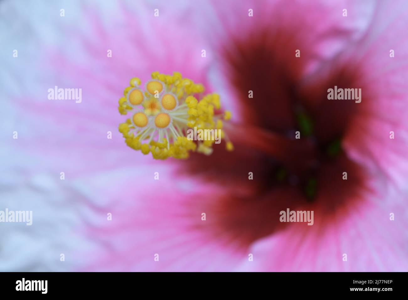 Hibiscus stigma hi-res stock photography and images - Alamy