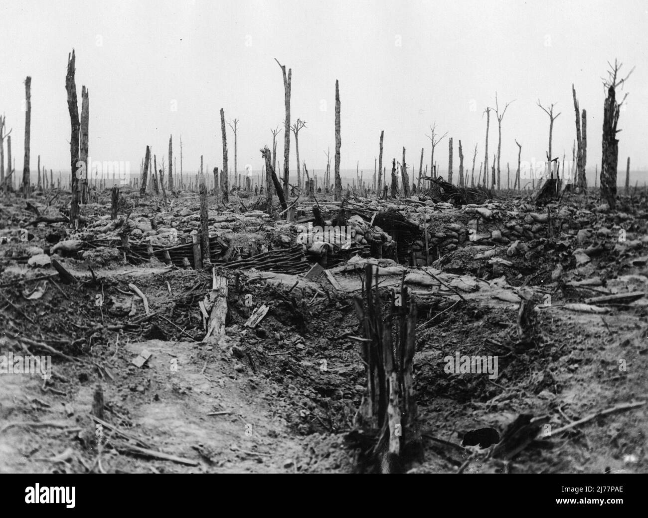 Trenches and destroyed forest at Messines near Ypres during WW1 Stock ...