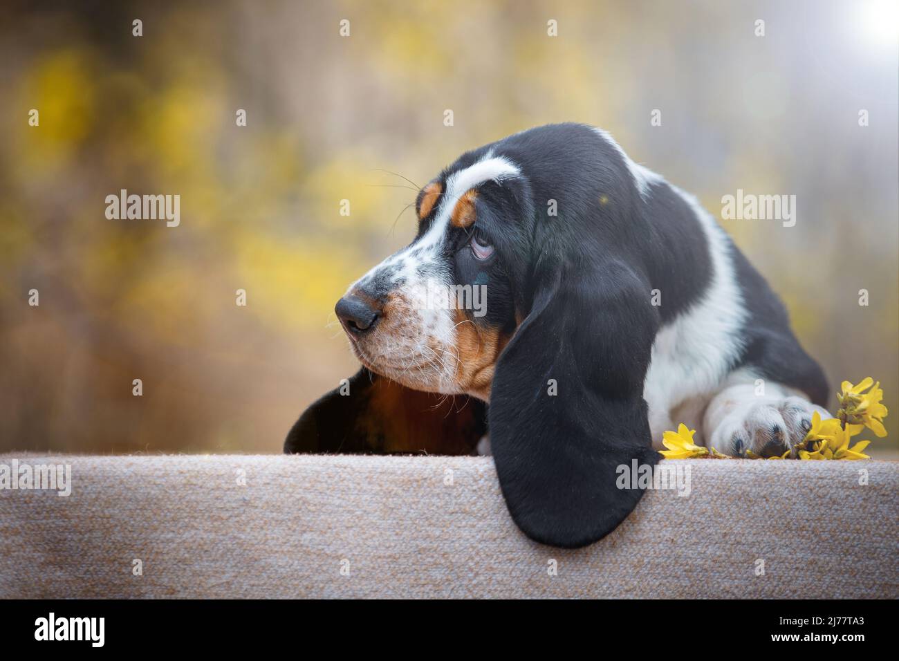 Cute basset hound puppy with fall and sun flare Stock Photo - Alamy