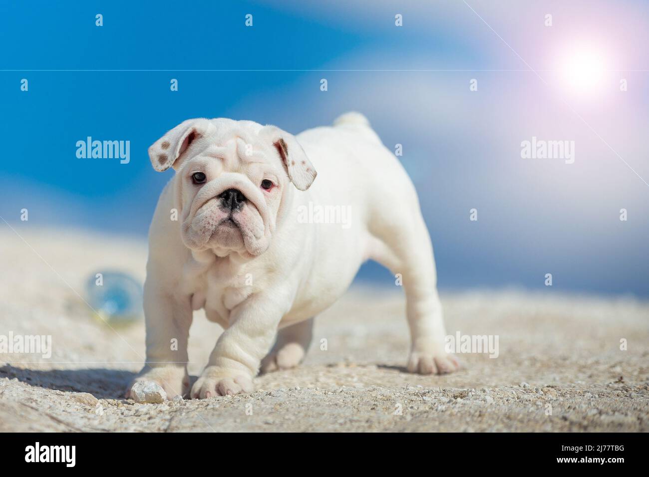 Gorgeous white English Bulldog puppy, Little dog on a country road with ...