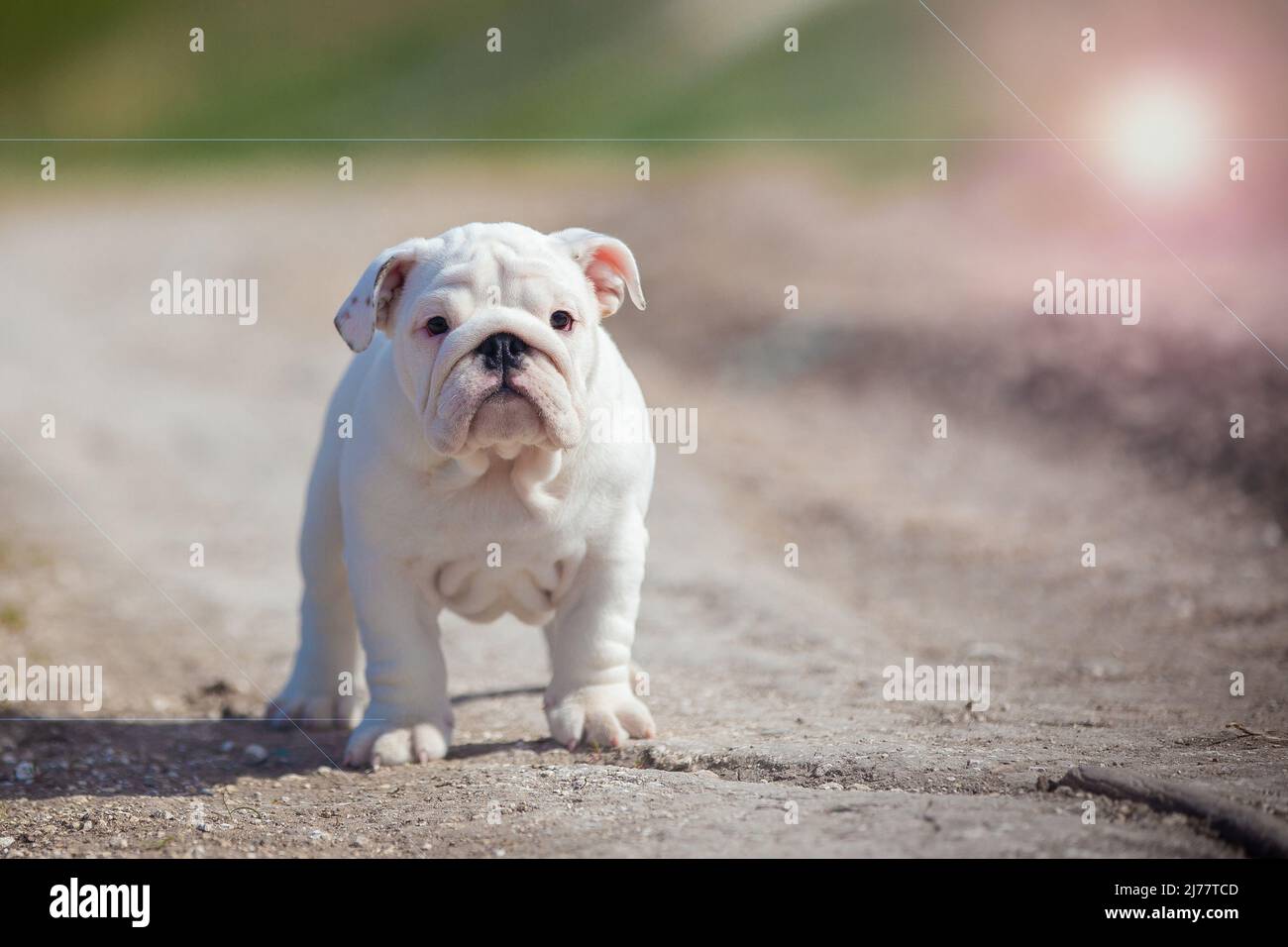 Gorgeous white English Bulldog puppy, Little dog on a country road with ...