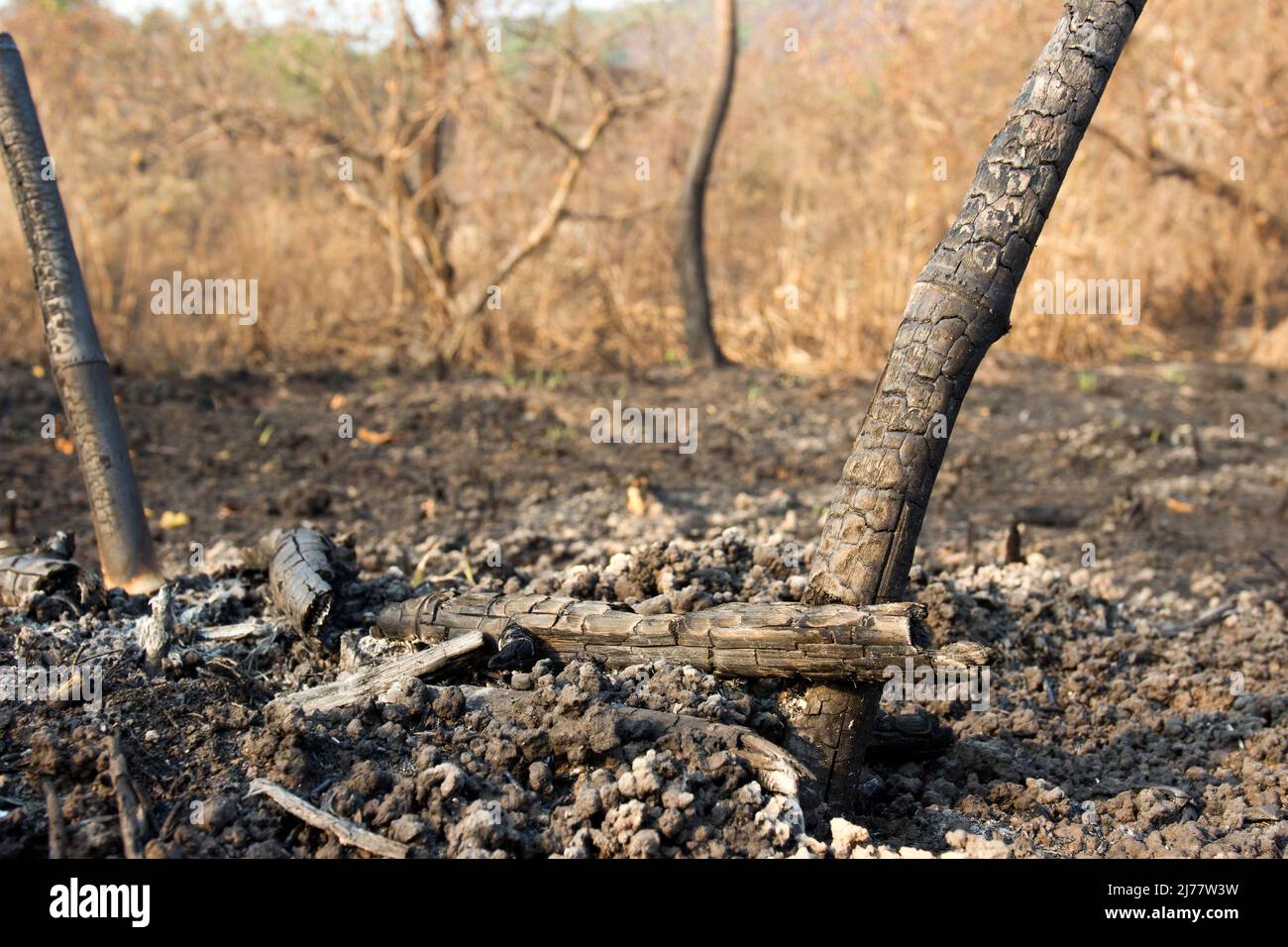 Burned tree forrest fire hi-res stock photography and images - Alamy