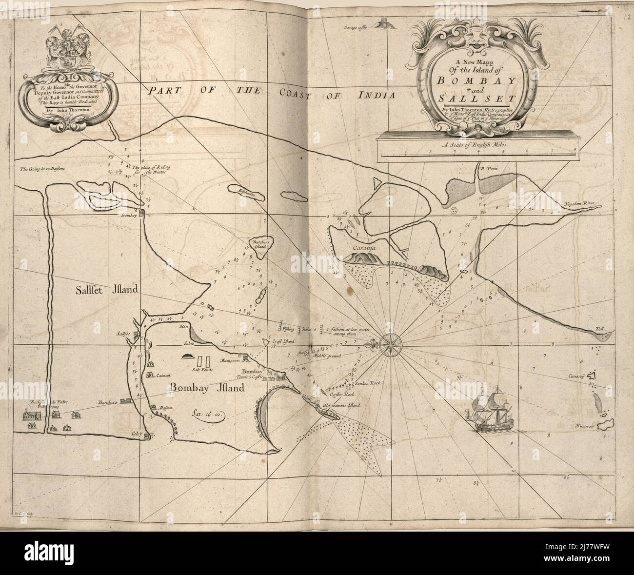 P maritimus hi-res stock photography and images - Alamy