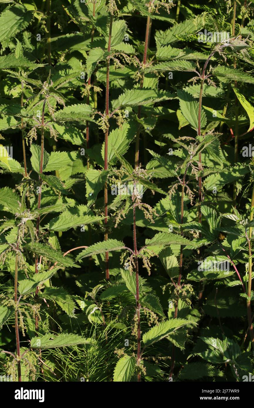 Eudicotidae hi-res stock photography and images - Alamy