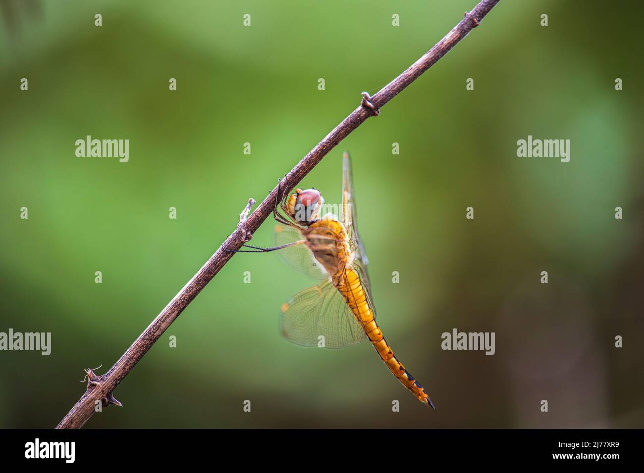 The dragonfly is standing on a beautiful tree branch Stock Photo - Alamy