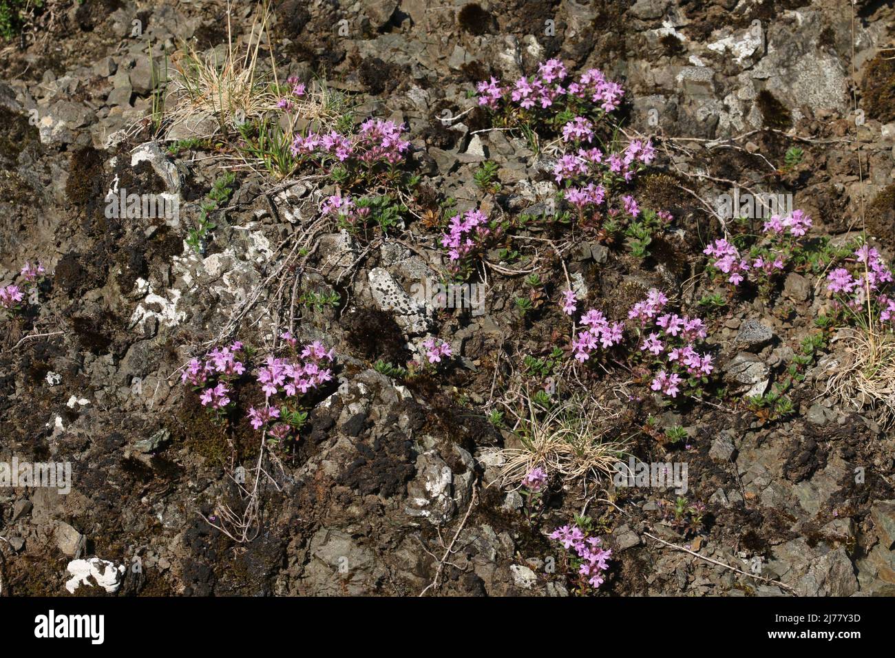 On wild thyme thymus hi-res stock photography and images - Alamy