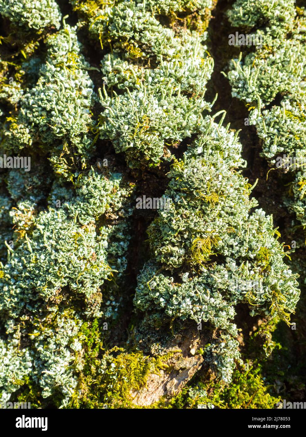 Oak moss lichen detail hi-res stock photography and images - Alamy