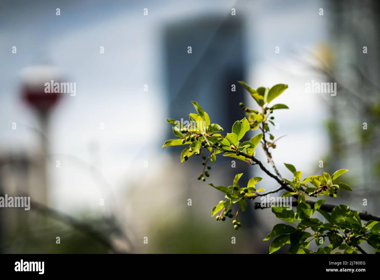 Downtown Calgary business district skyline blurred behind trees Stock ...