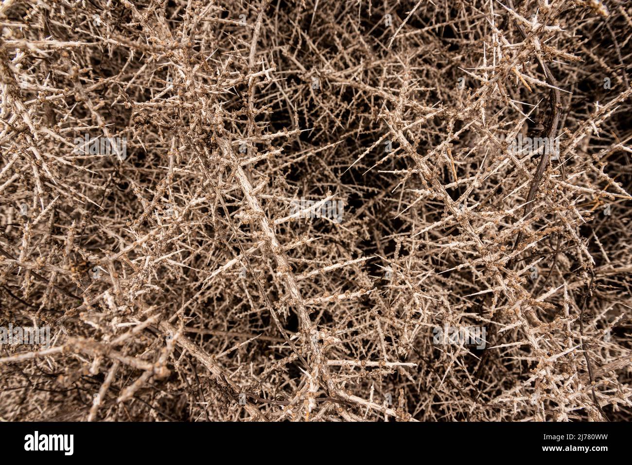 Twigs and thorns of tumbleweed as background Stock Photo - Alamy
