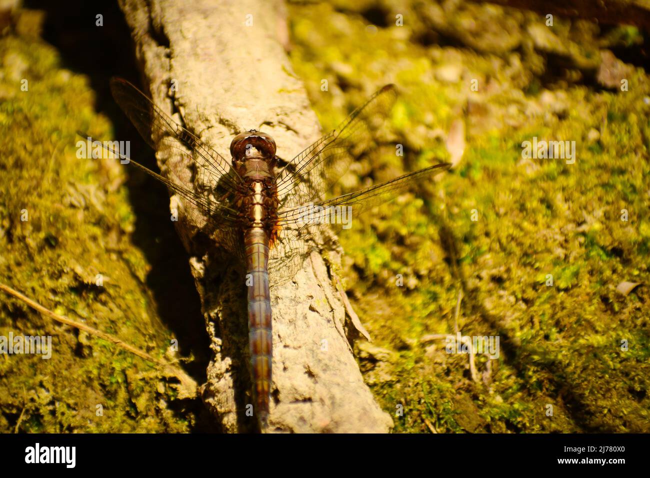 Beautiful dragonfly resting on ground. blue marsh hawk ( orthetrum ...