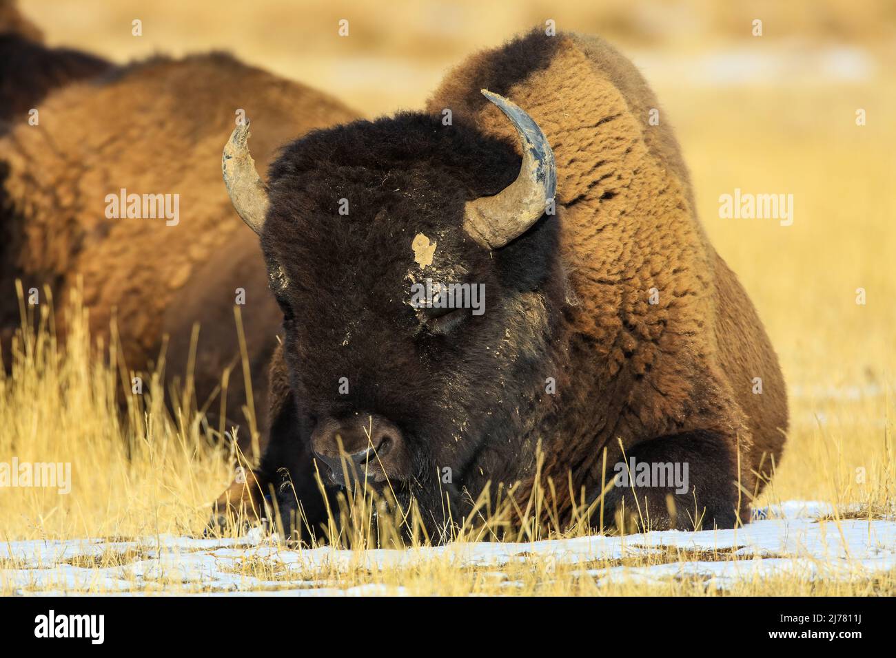 Colorado buffalo hi-res stock photography and images - Alamy