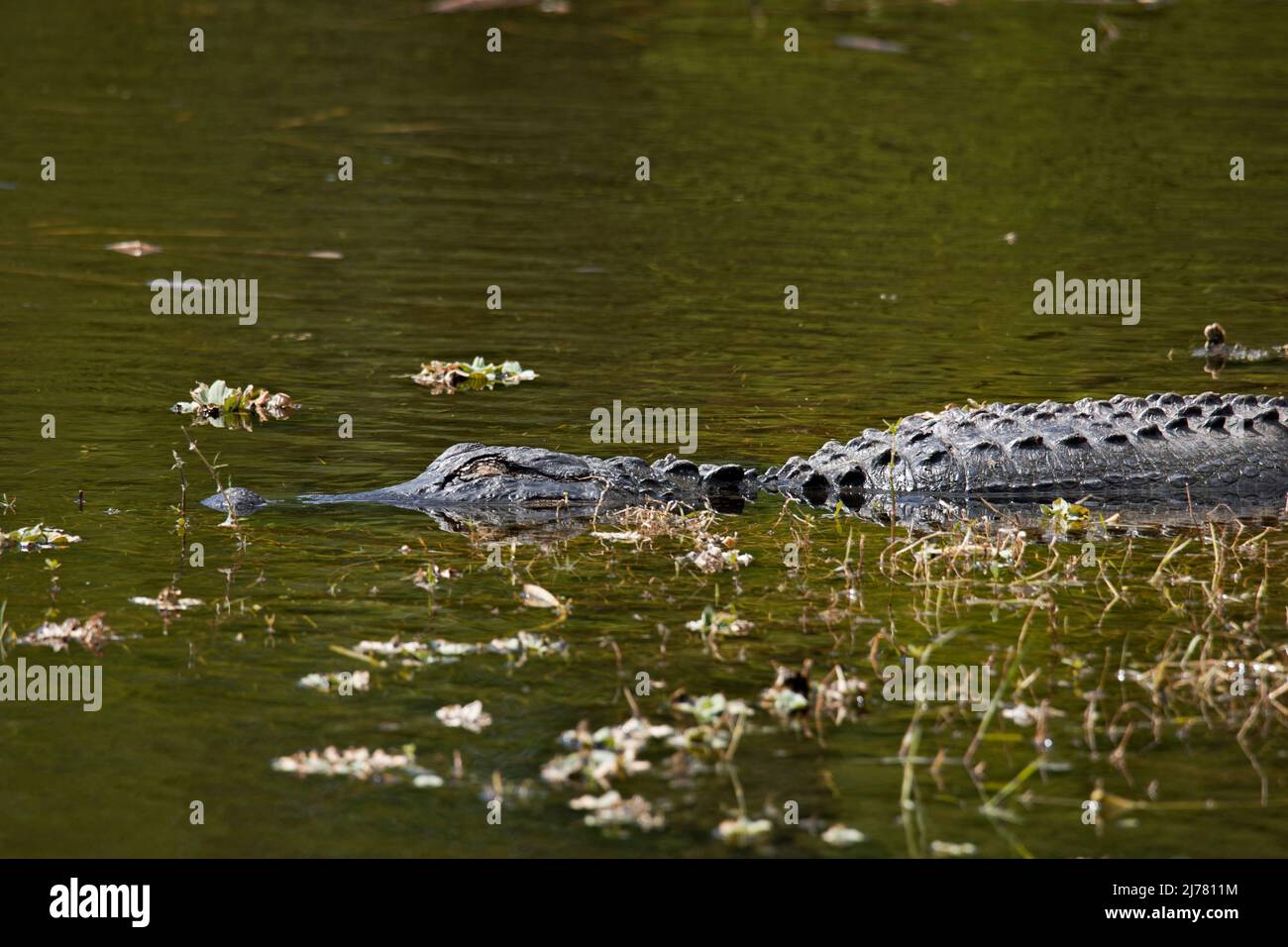 Alligator in muddy water hi-res stock photography and images - Alamy