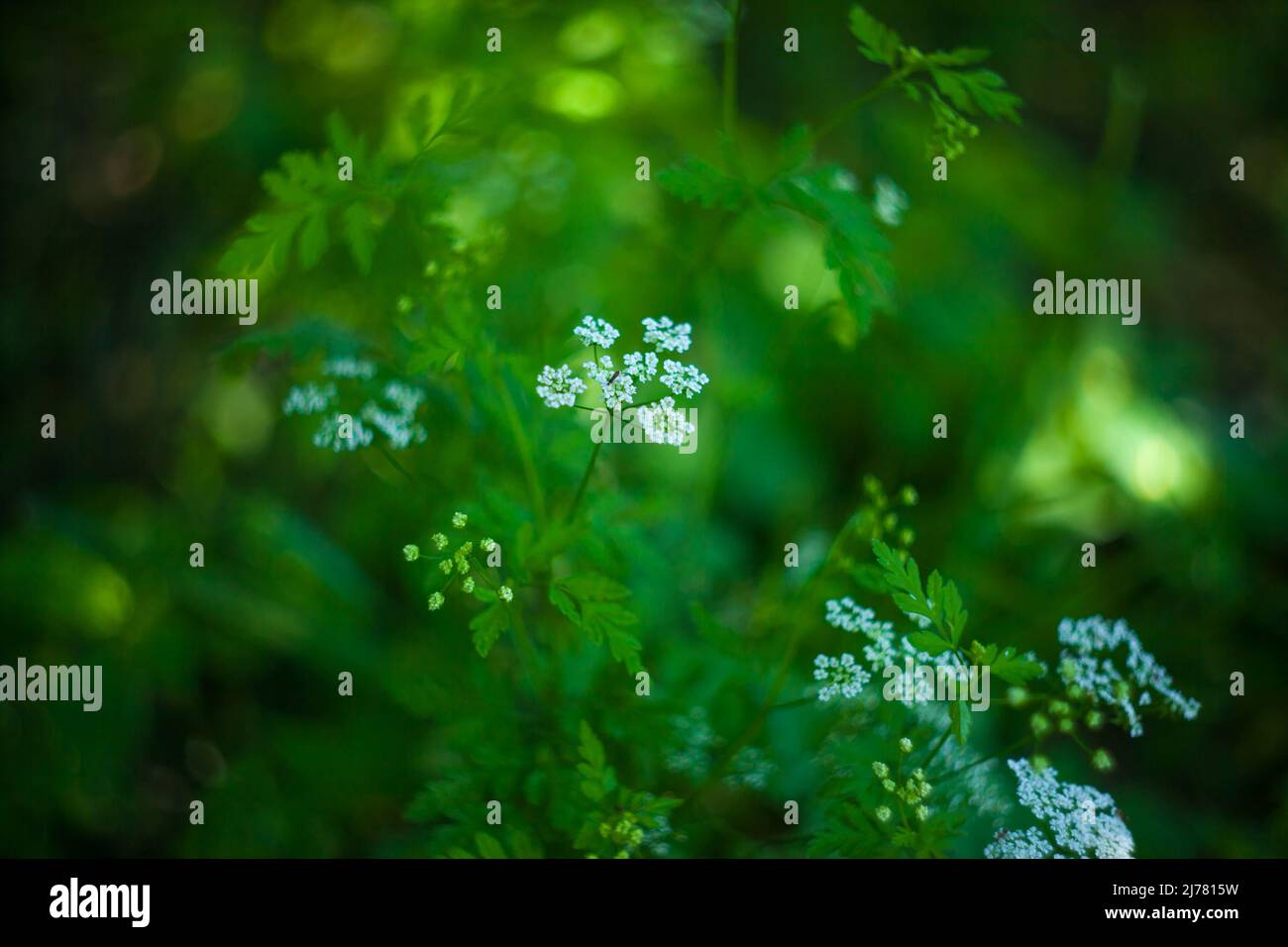 Anise flower field in soft focus Stock Photo - Alamy