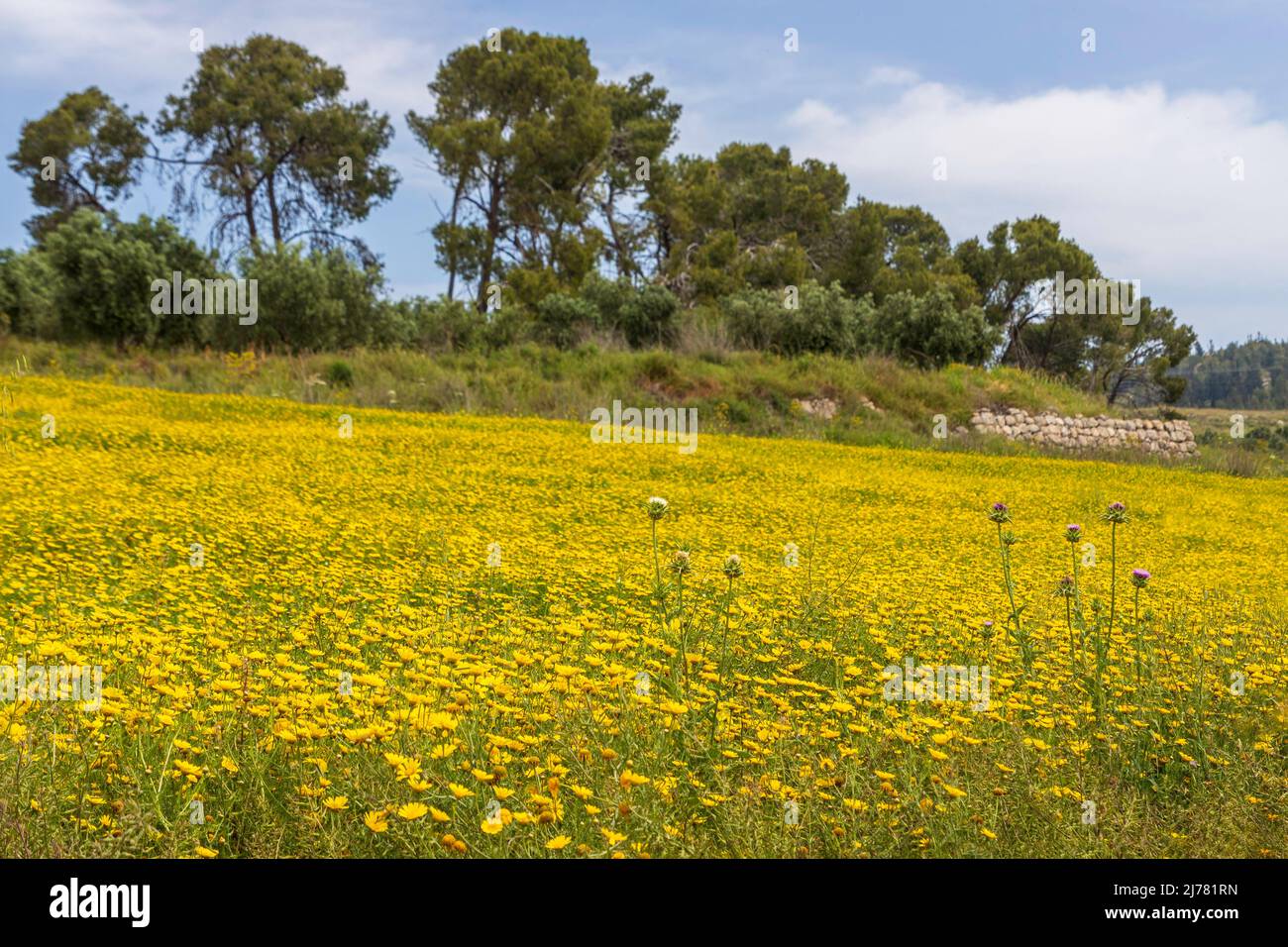 Spring flowering. Fields of yellow flowers. Trees and blue sky. Israel ...