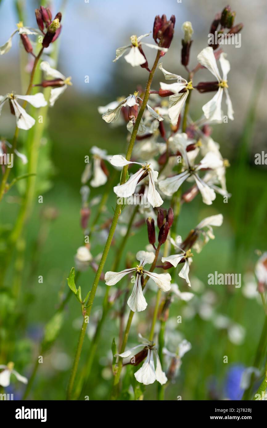 Vesicaria hi-res stock photography and images - Alamy