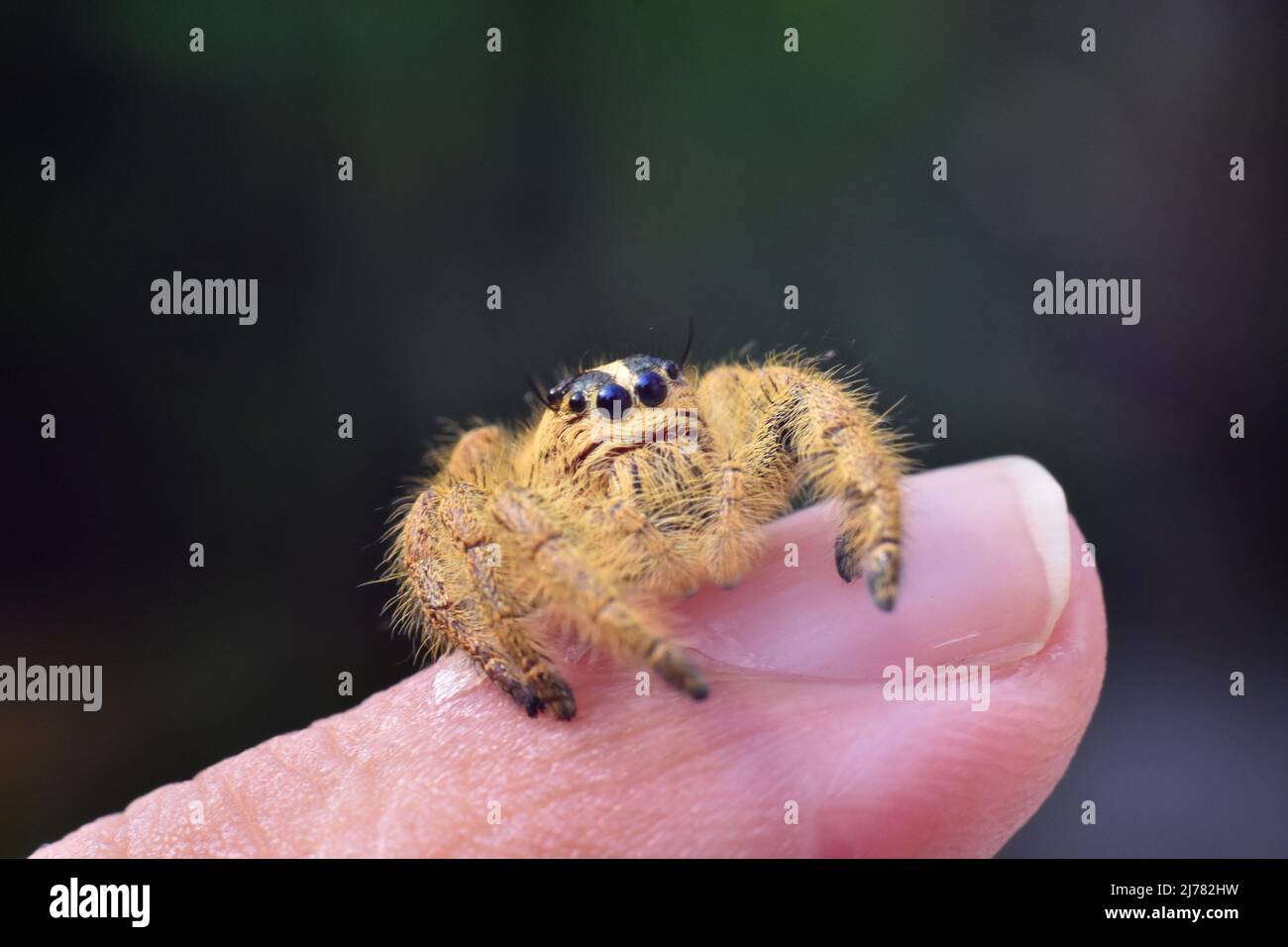 Hyllus hi-res stock photography and images - Alamy
