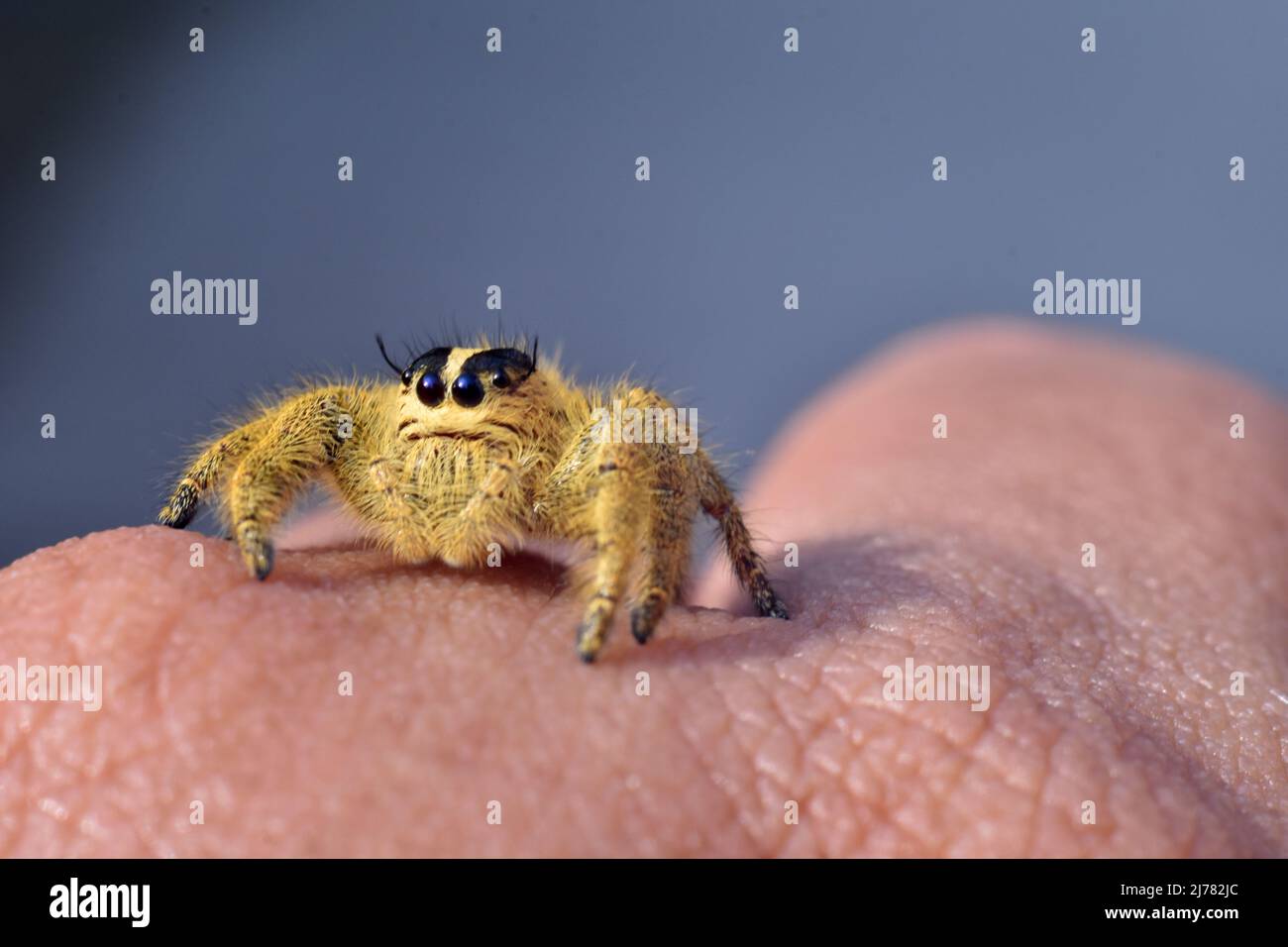 Hyllus hi-res stock photography and images - Alamy