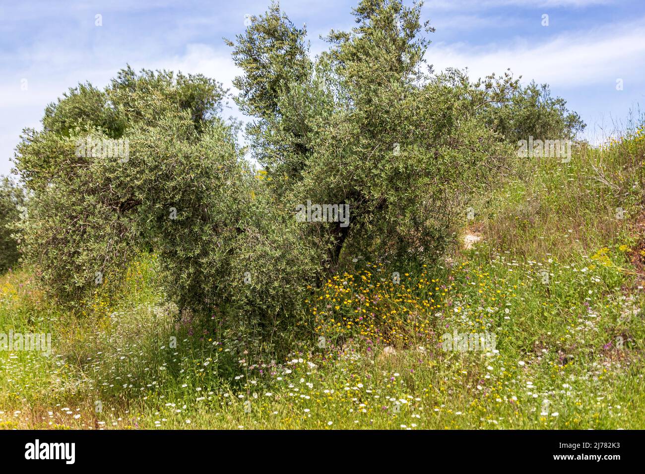 Olive tree israel valley hi-res stock photography and images - Alamy