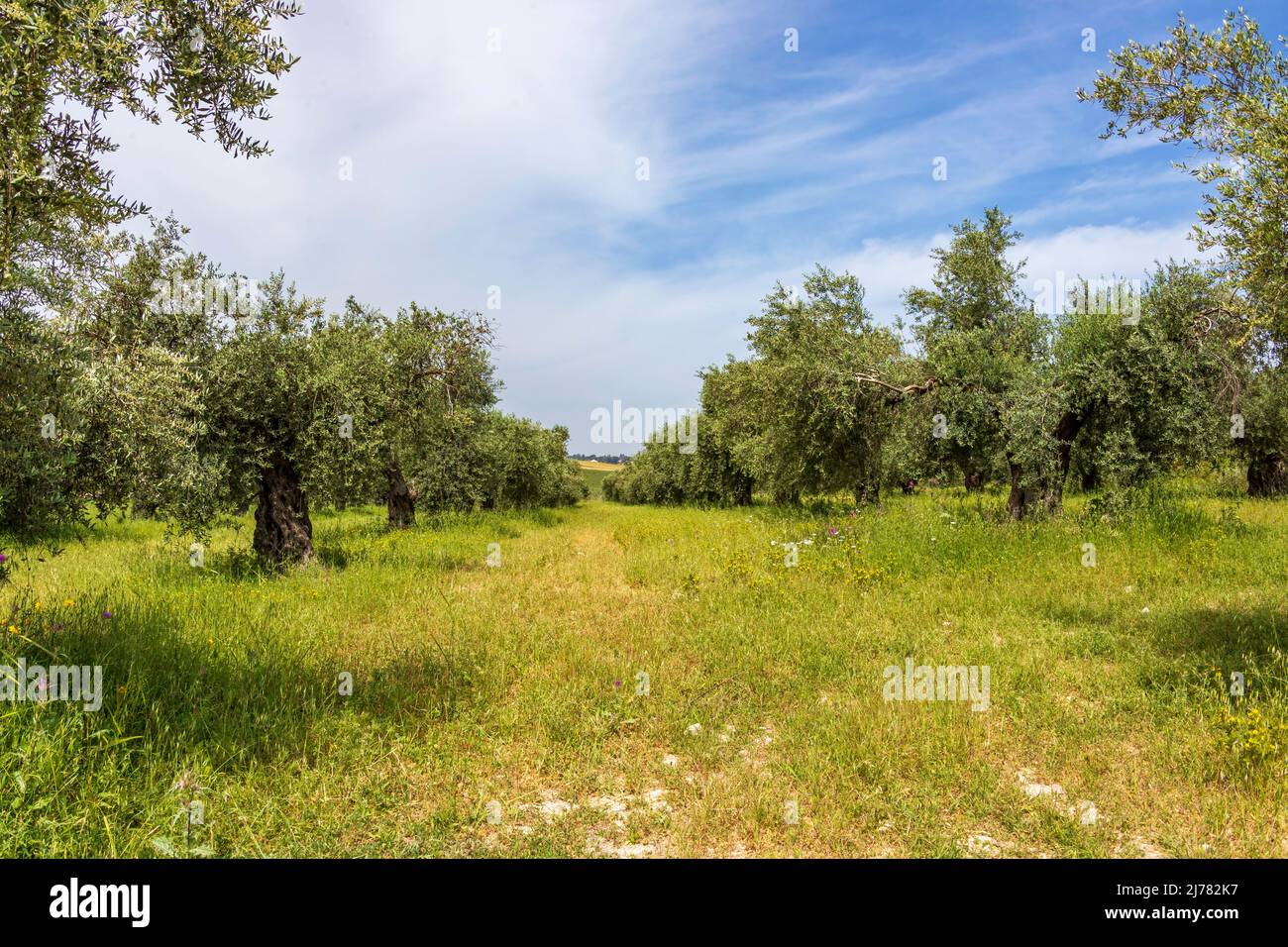 Olive tree israel valley hi-res stock photography and images - Alamy