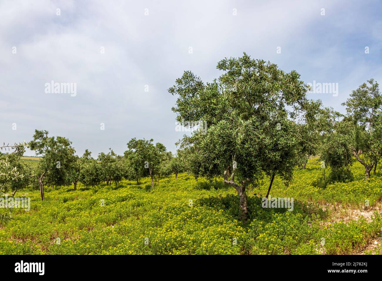 Olive tree israel valley hi-res stock photography and images - Alamy