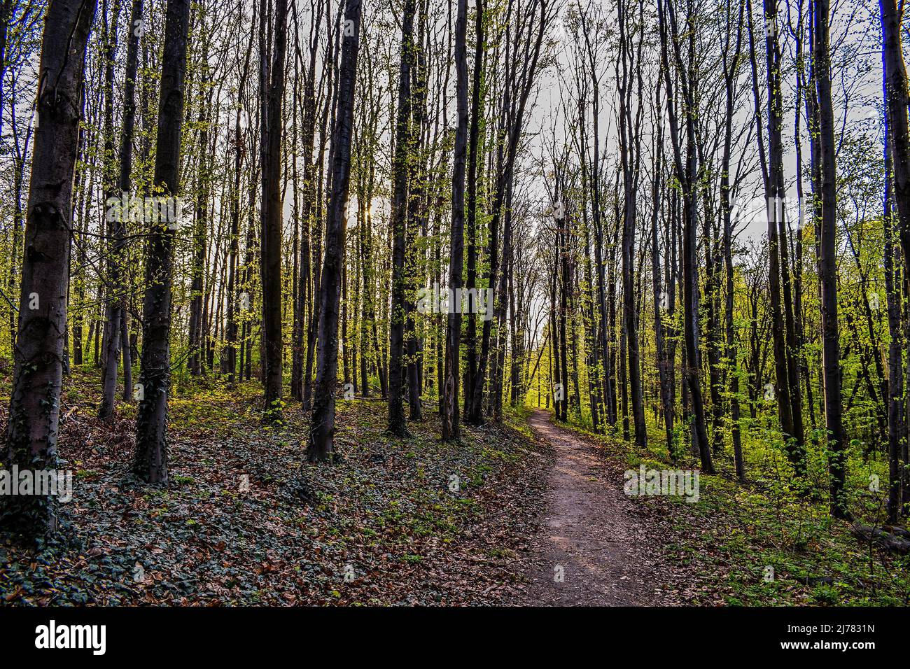 Forest path among trees hi-res stock photography and images - Alamy