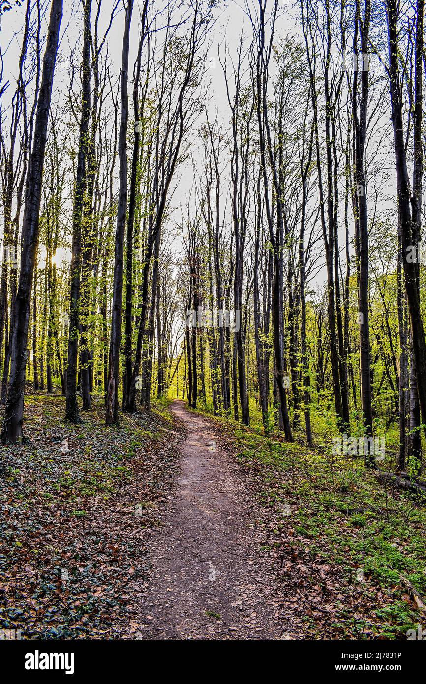 The forest path among trees Stock Photo - Alamy