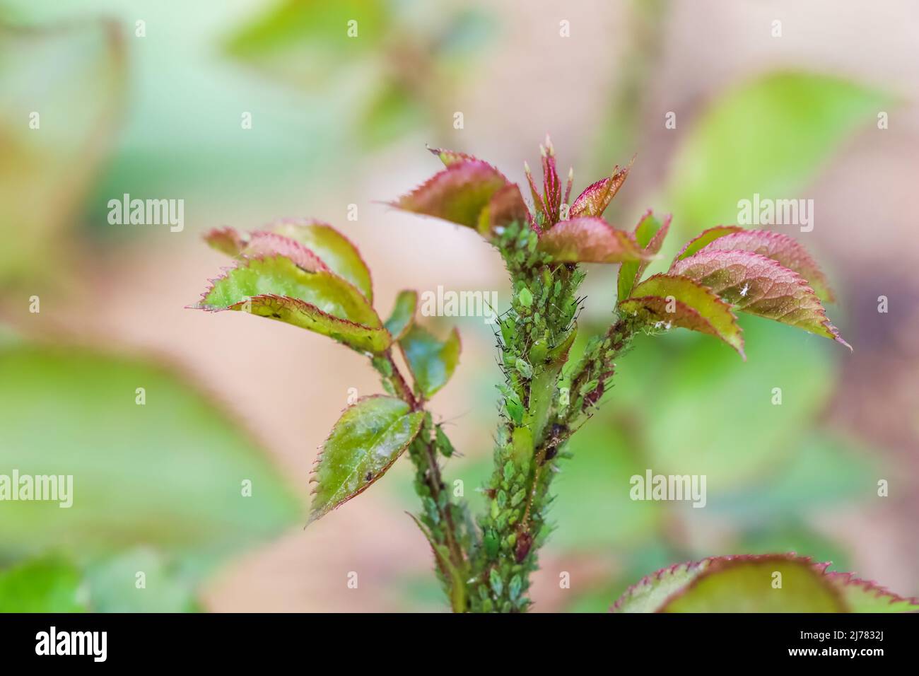 Green and pink aphids on roses. Pests damage the plant and spread ...