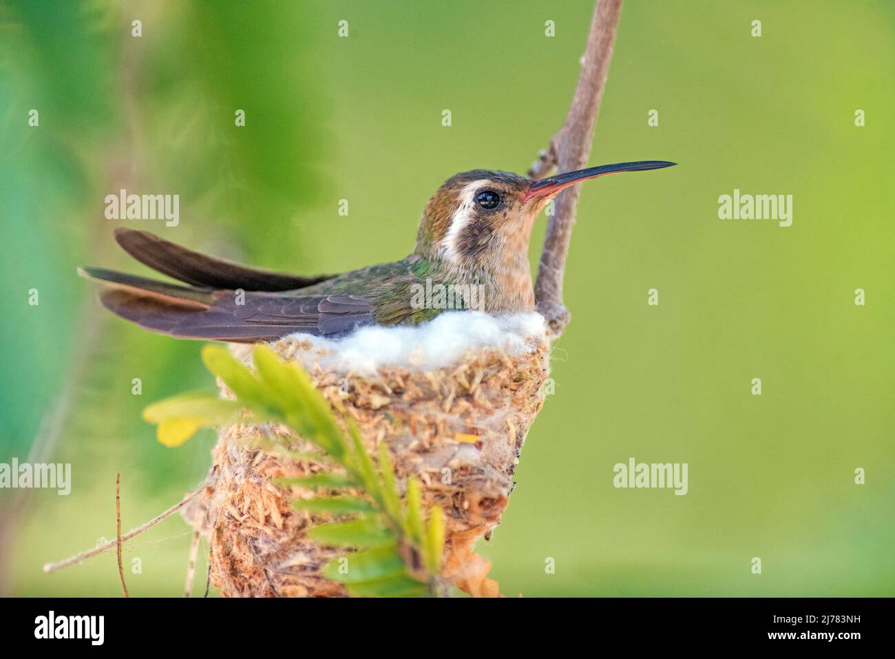 Xantus's hummingbird sitting in her nest on a tree in Baja California ...