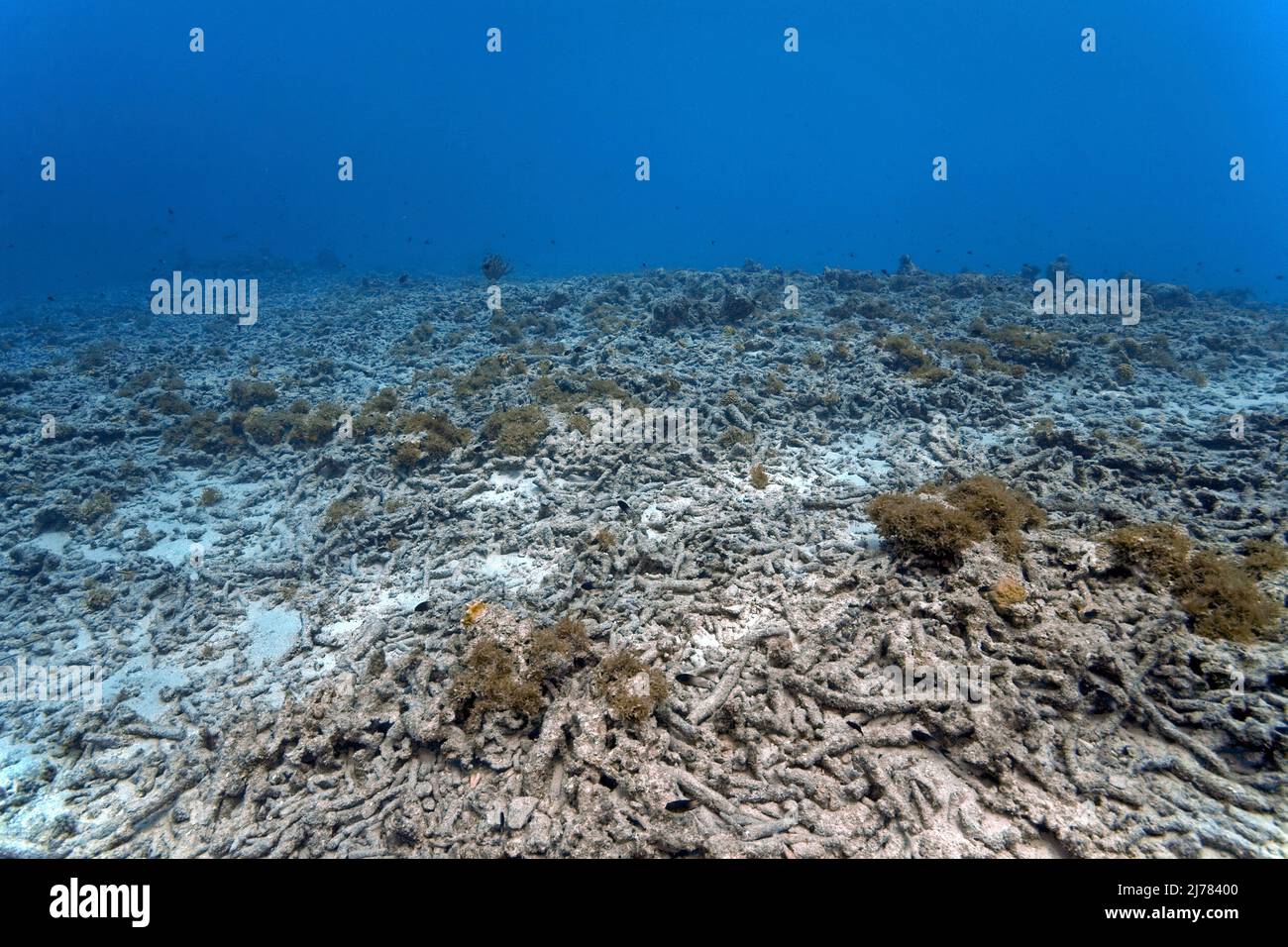 Dead coral reef, broken corals on the seabed, climate change due to ...