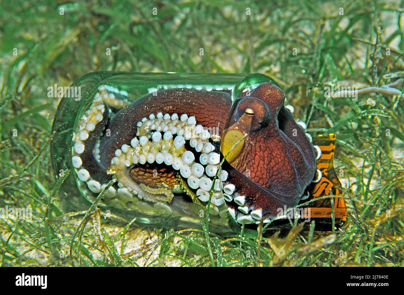 Veined Octopus (Octopus marginatus) hiding in a broken beer bottle ...