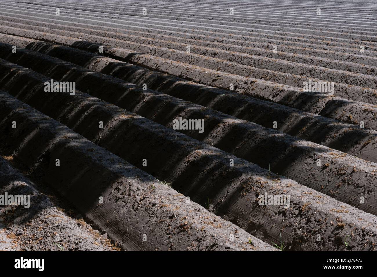 Background with deep plowed straight furrows in the earth necessary for ...