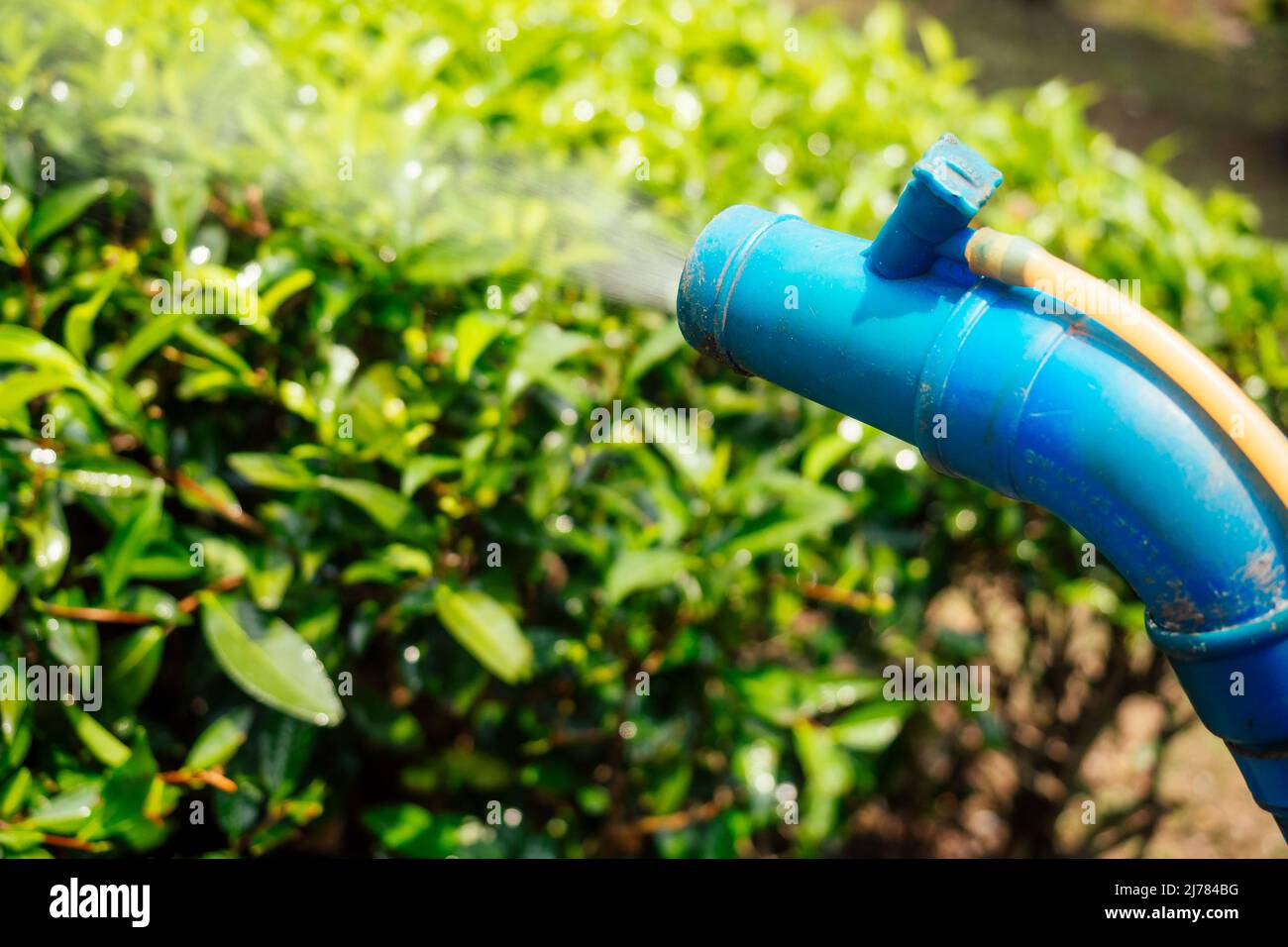Farmer spraying bush with manual pesticide sprayer against insects on ...