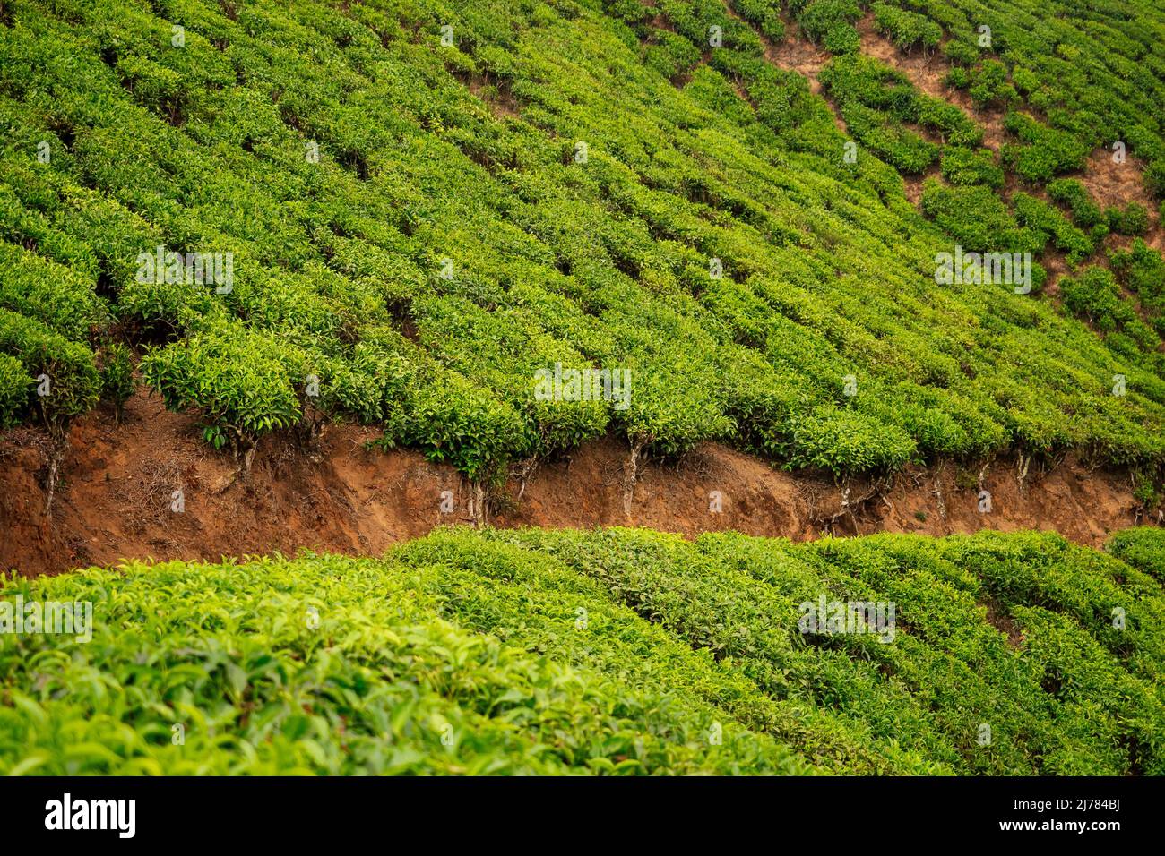 Big tea tree hi-res stock photography and images - Alamy