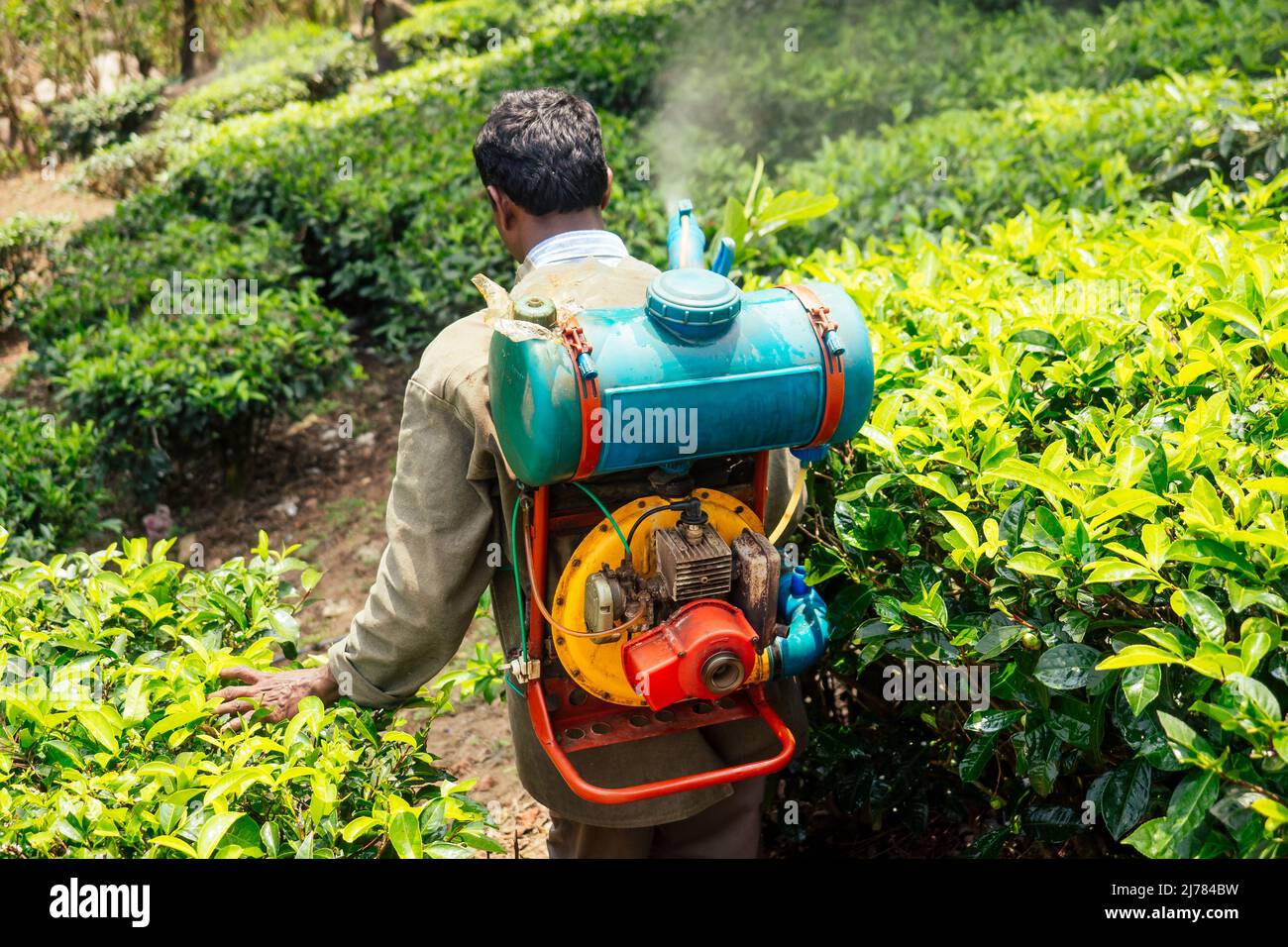 Farmer spraying bush with manual pesticide sprayer against insects on ...