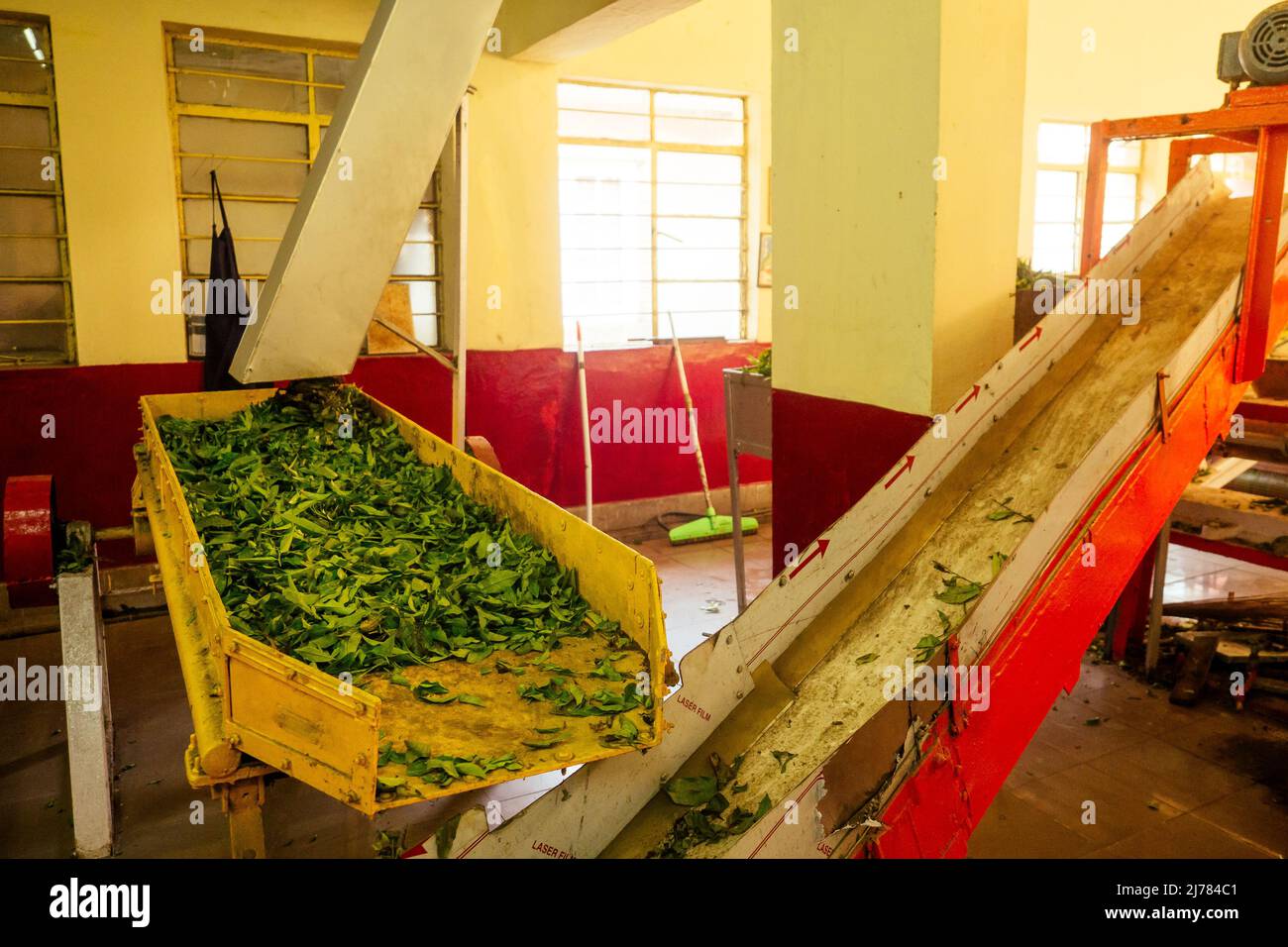 Dried tea leaves. Production line inside tea factory in India Munnar ...