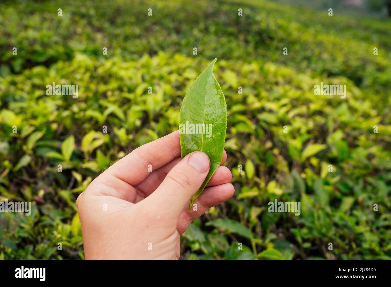 hand man picking a leaf from a bush green plantation of tea in India ...