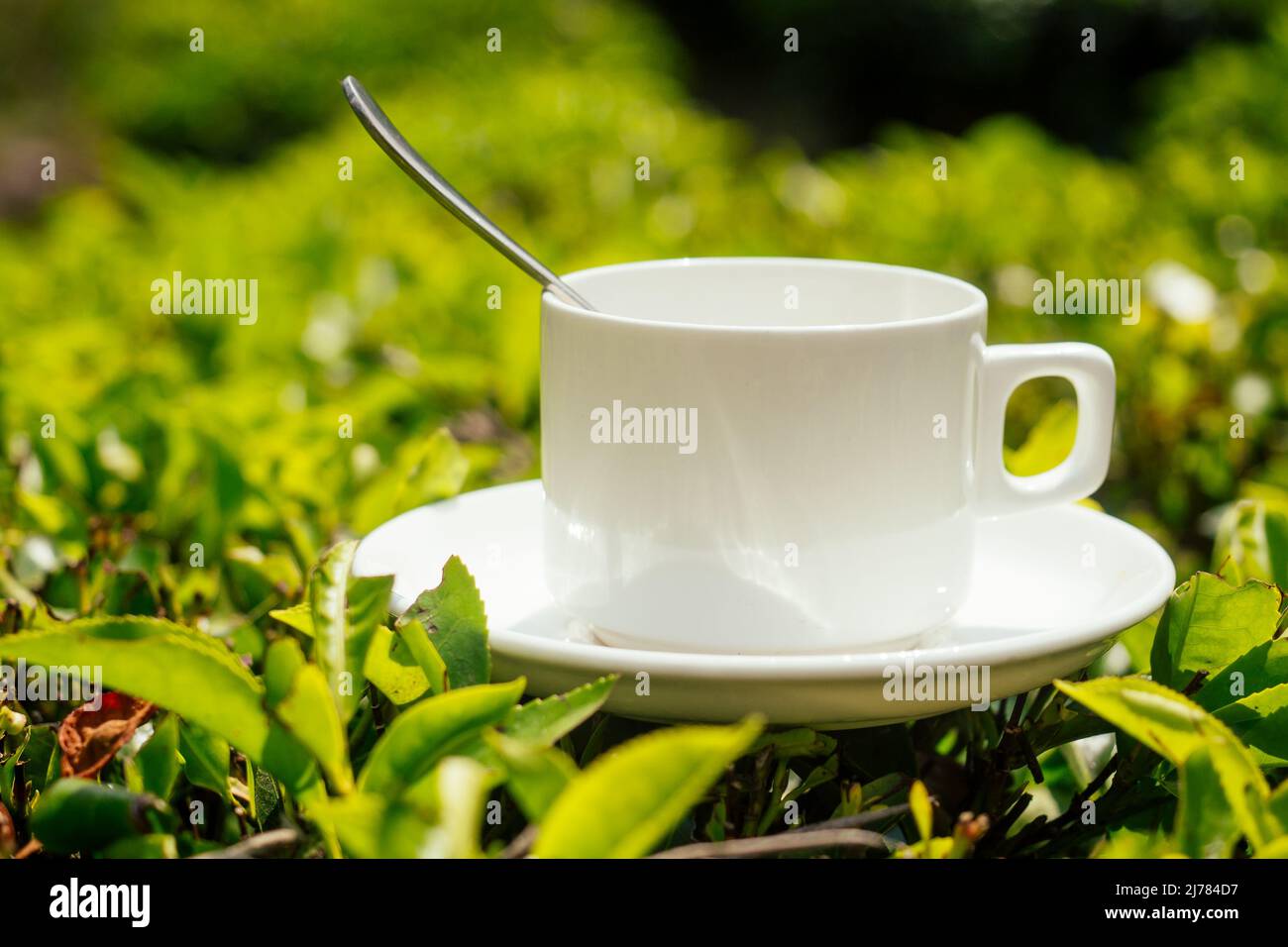 tea cup in female hands backgrounds of mountains with green plant ...