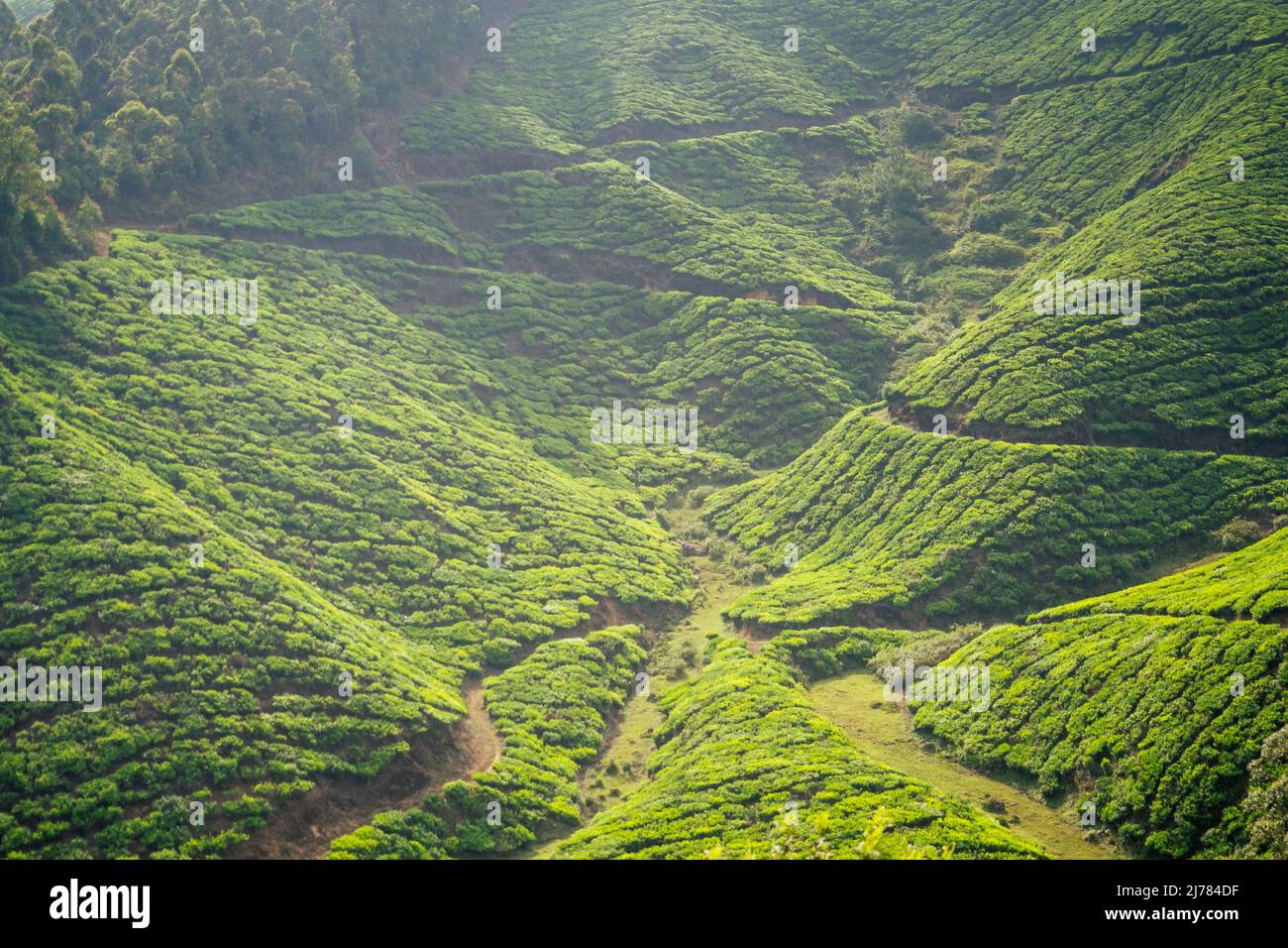 indian tea plantations and leafs in India Kerala Munnar Stock Photo - Alamy