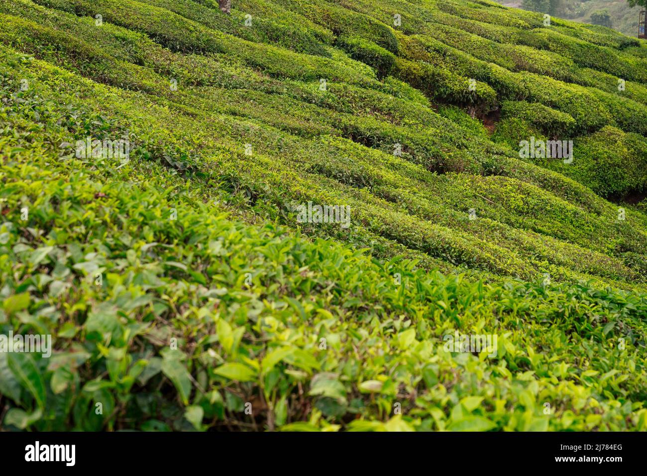 Big tea tree hi-res stock photography and images - Alamy