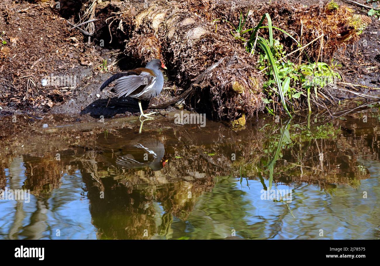 The common moorhen, also known as the waterhen or swamp chicken ...
