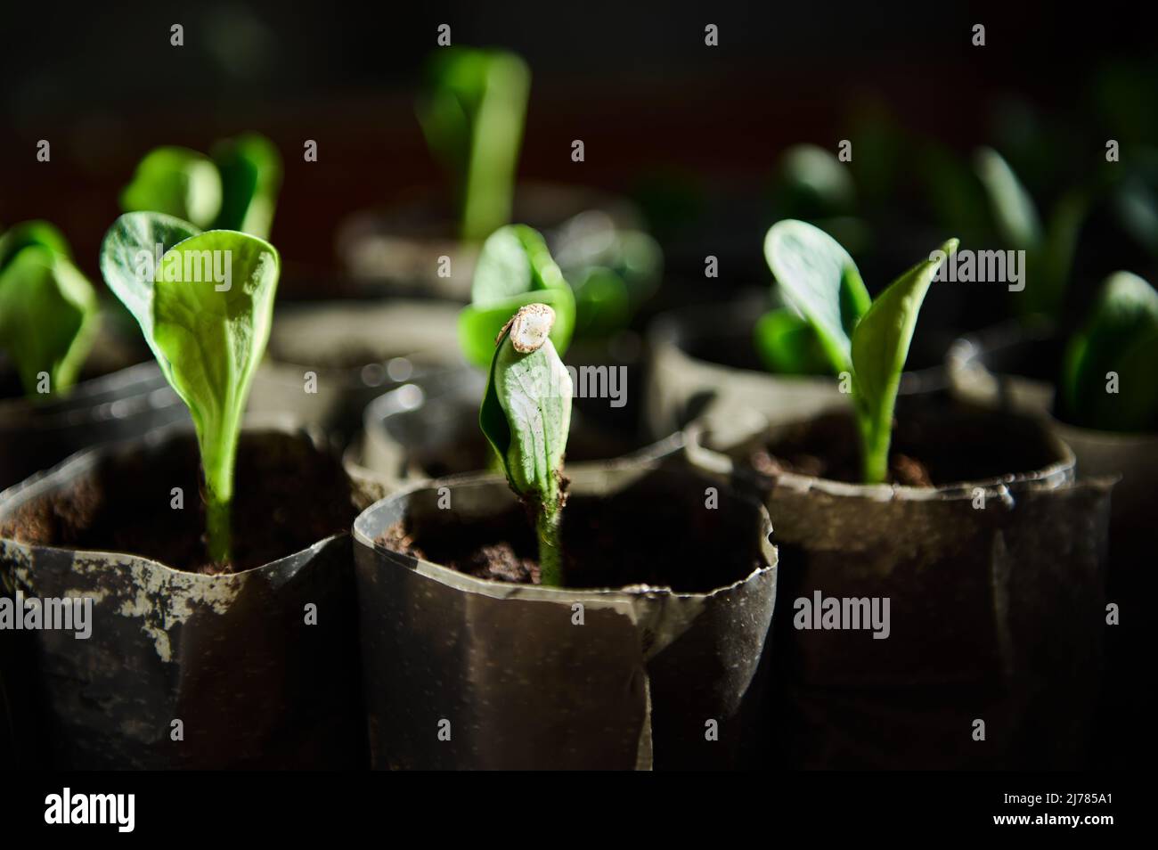 Close-up of baby plants growing from zucchini pip seeds grown in black ...