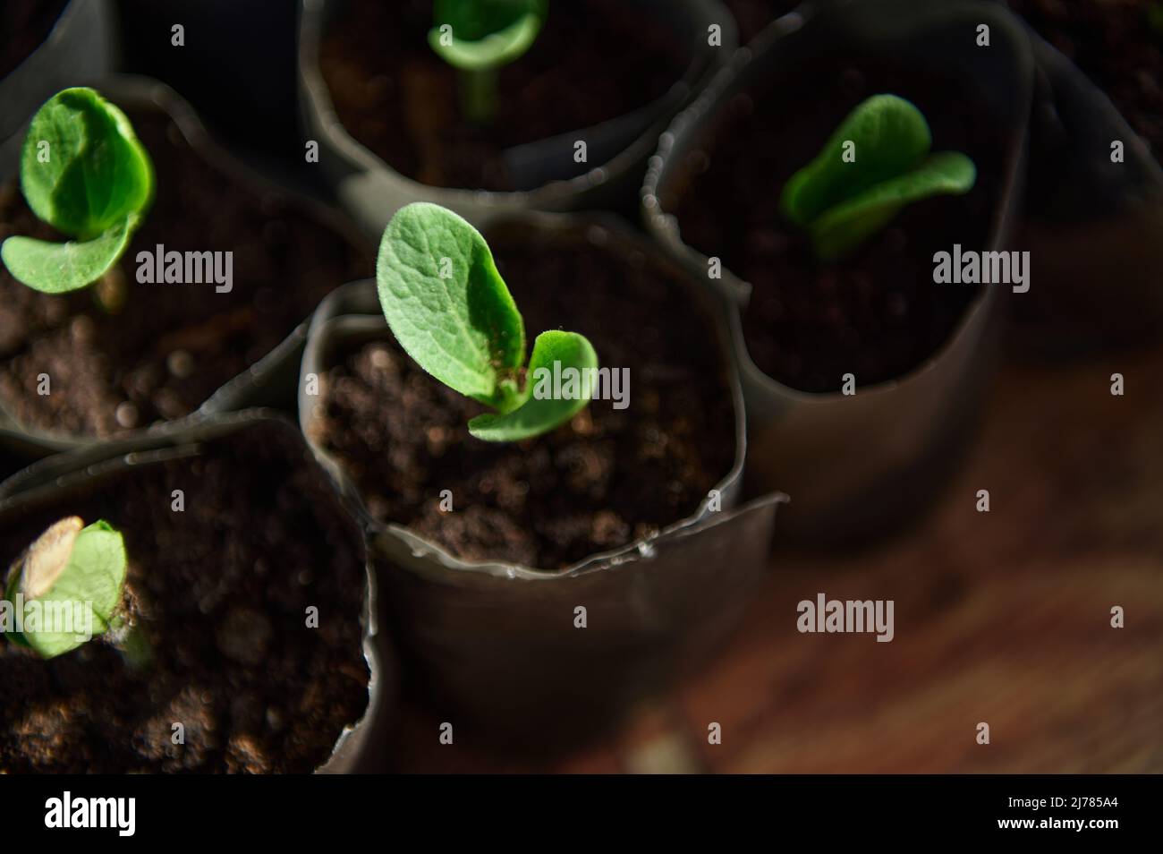 Top view of zucchini sprouts grown in pots with black soil in ...