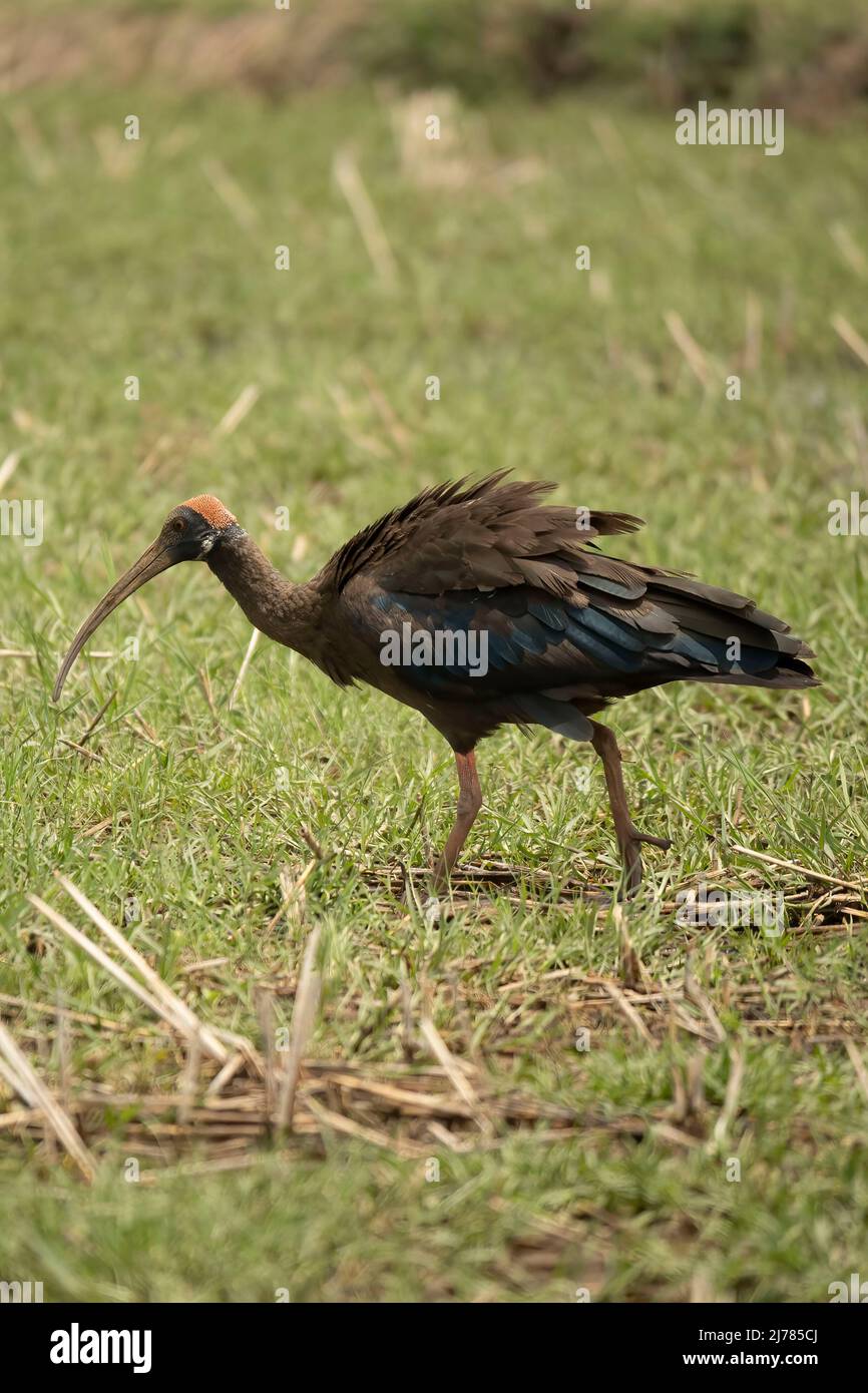 Bird sentury hi-res stock photography and images - Alamy