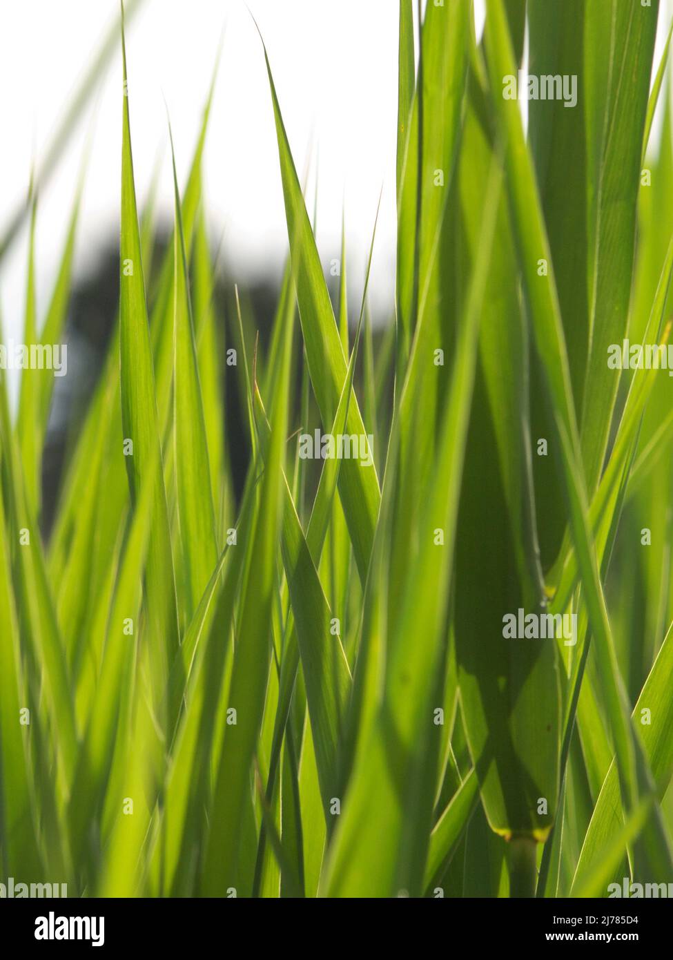 Nahaufnahme Gras als Hintergrund & Textur Stock Photo - Alamy