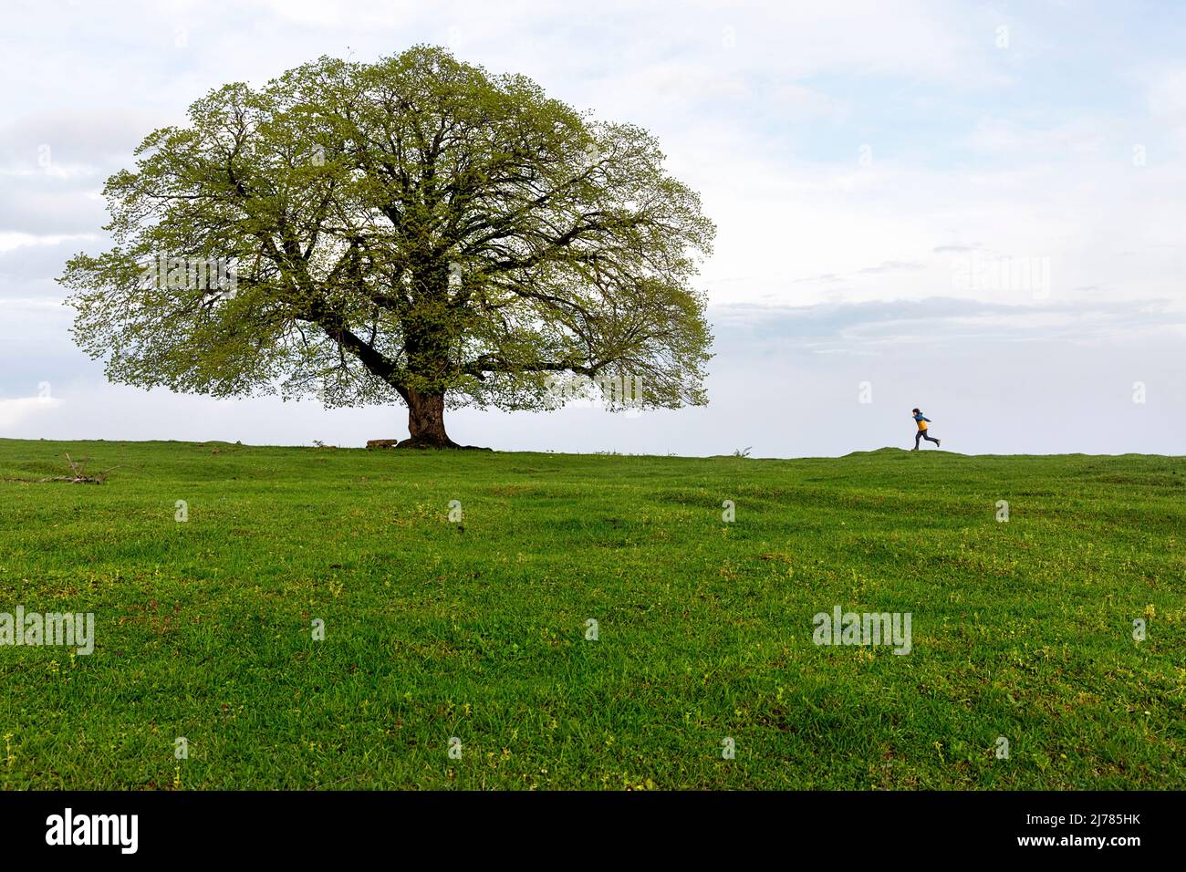 Boy running towards beautifull and picturesque tree in the Georgia ...