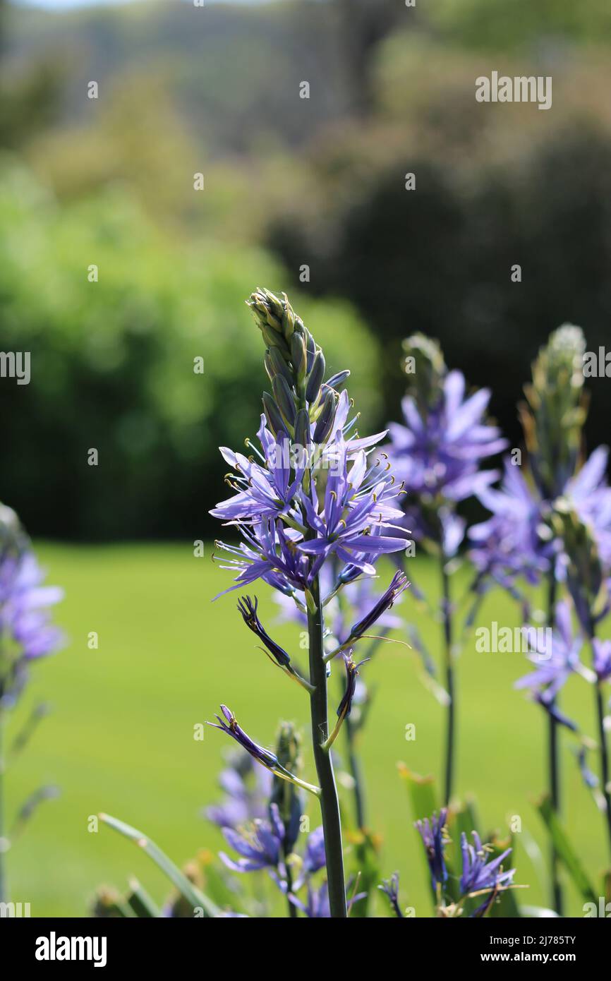 Vertical image of beautiful blue camassia flowers in garden setting ...