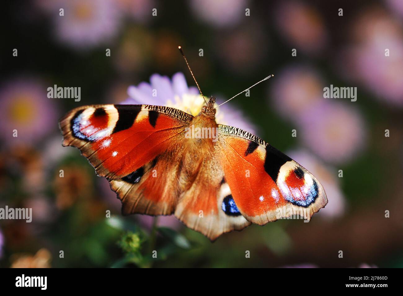 Mutation butterfly hi-res stock photography and images - Alamy